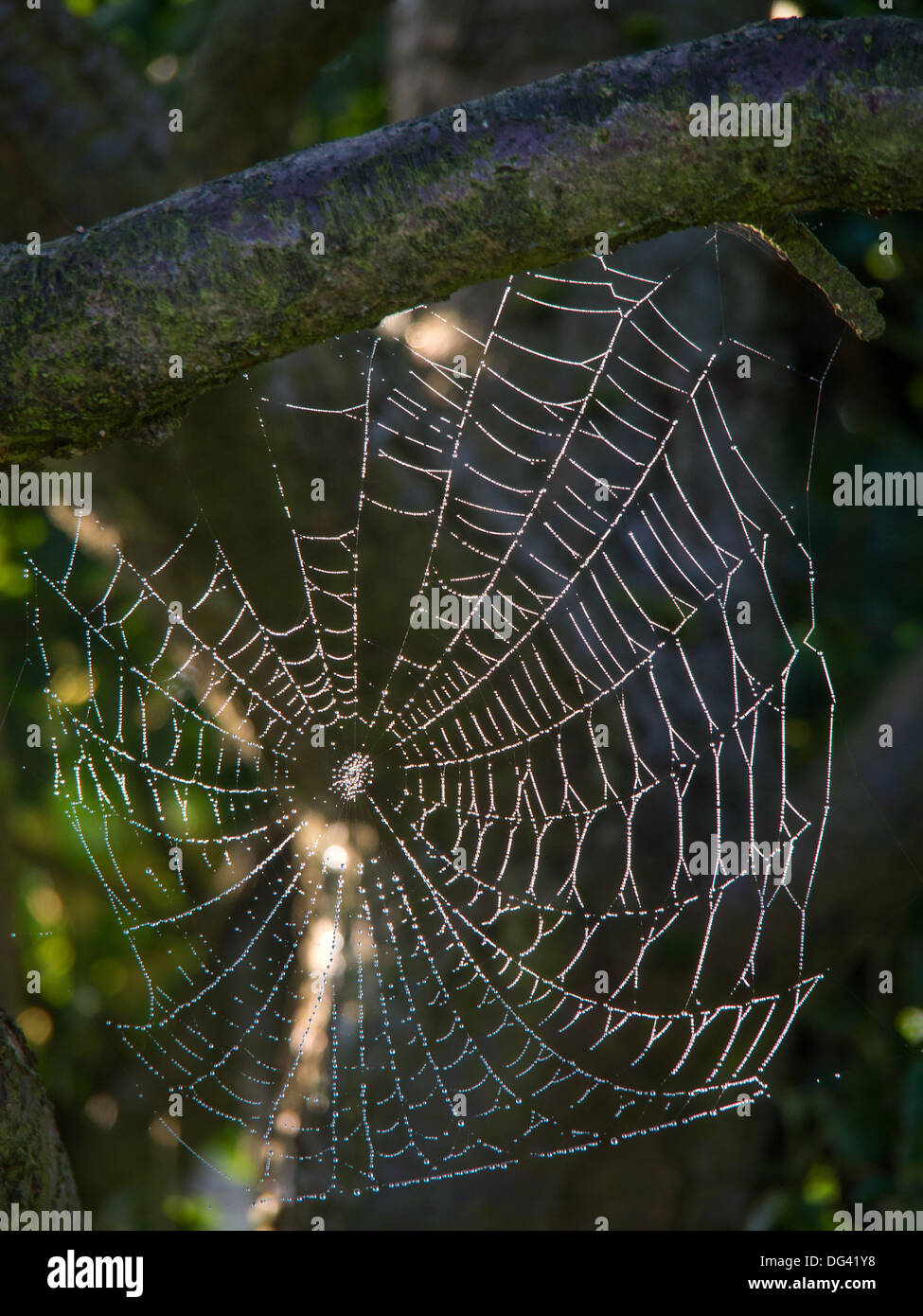cobweb on a tree with dew in early morning Stock Photo - Alamy