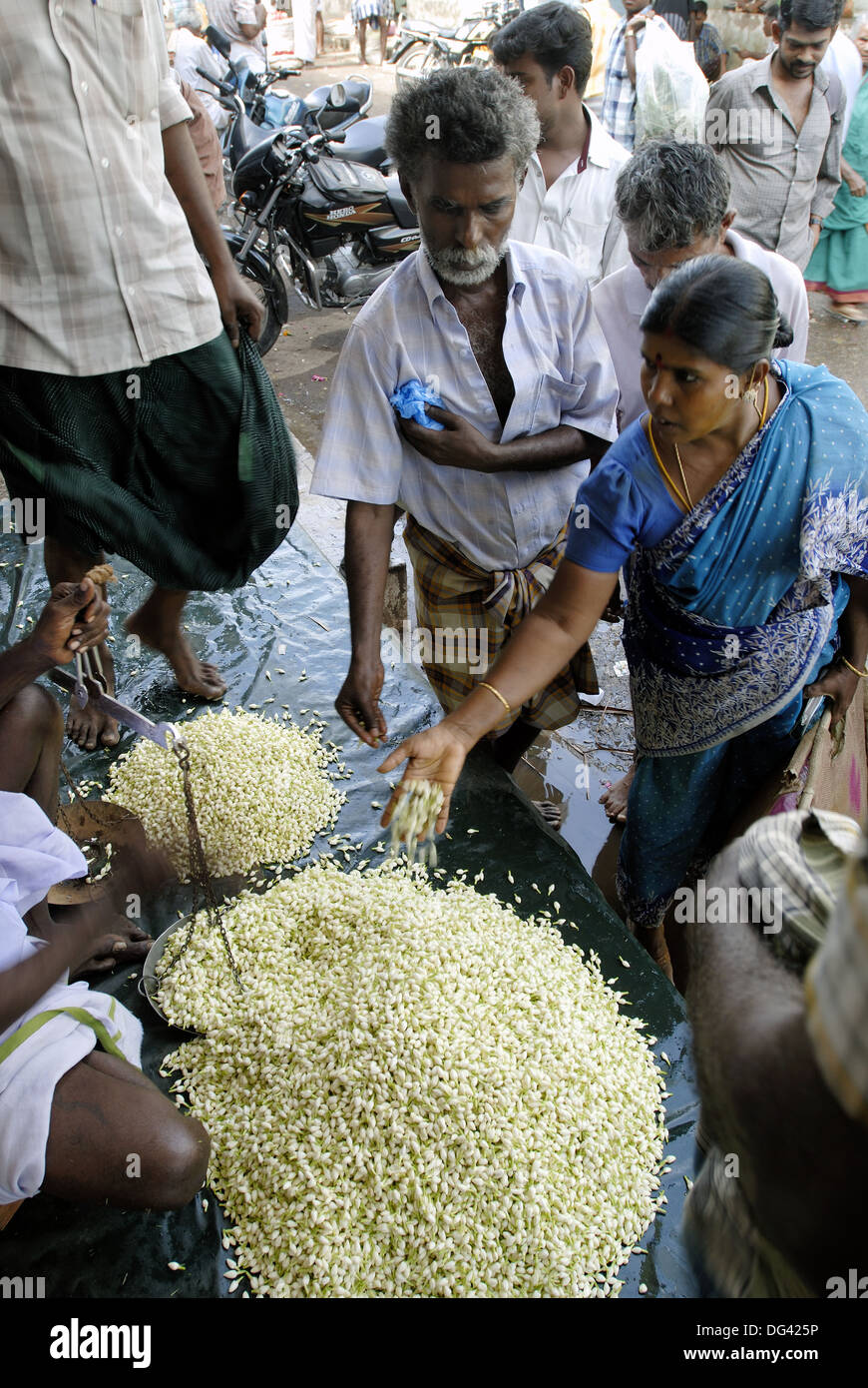 Malli flowers hi-res stock photography and images - Alamy