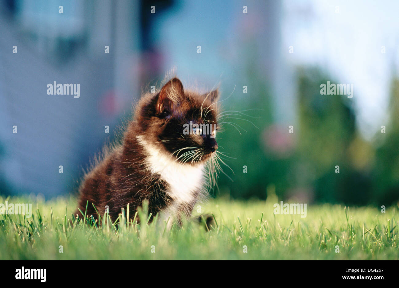 8 week old kitten hi-res stock photography and images - Alamy