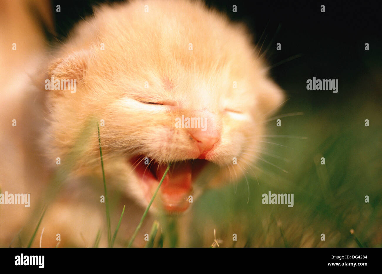 Newborn one day old kitten hi-res stock photography and images - Alamy
