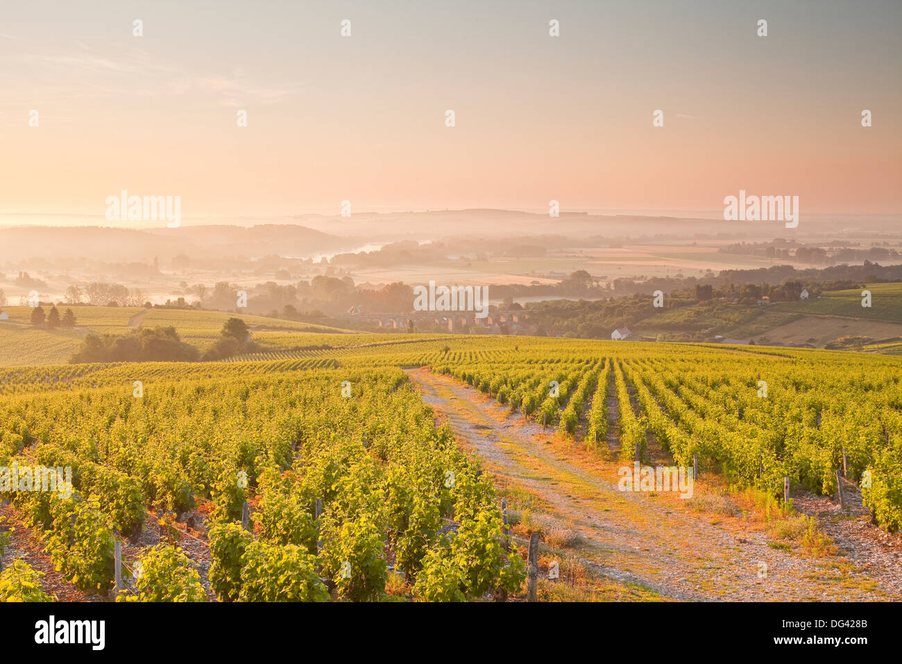 The vineyards of Sancerre in the Loire Valley, Cher, Centre, France ...