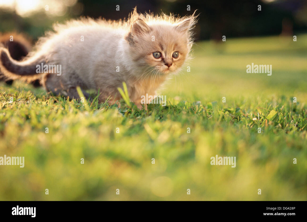 Gray Himalayan Kitten