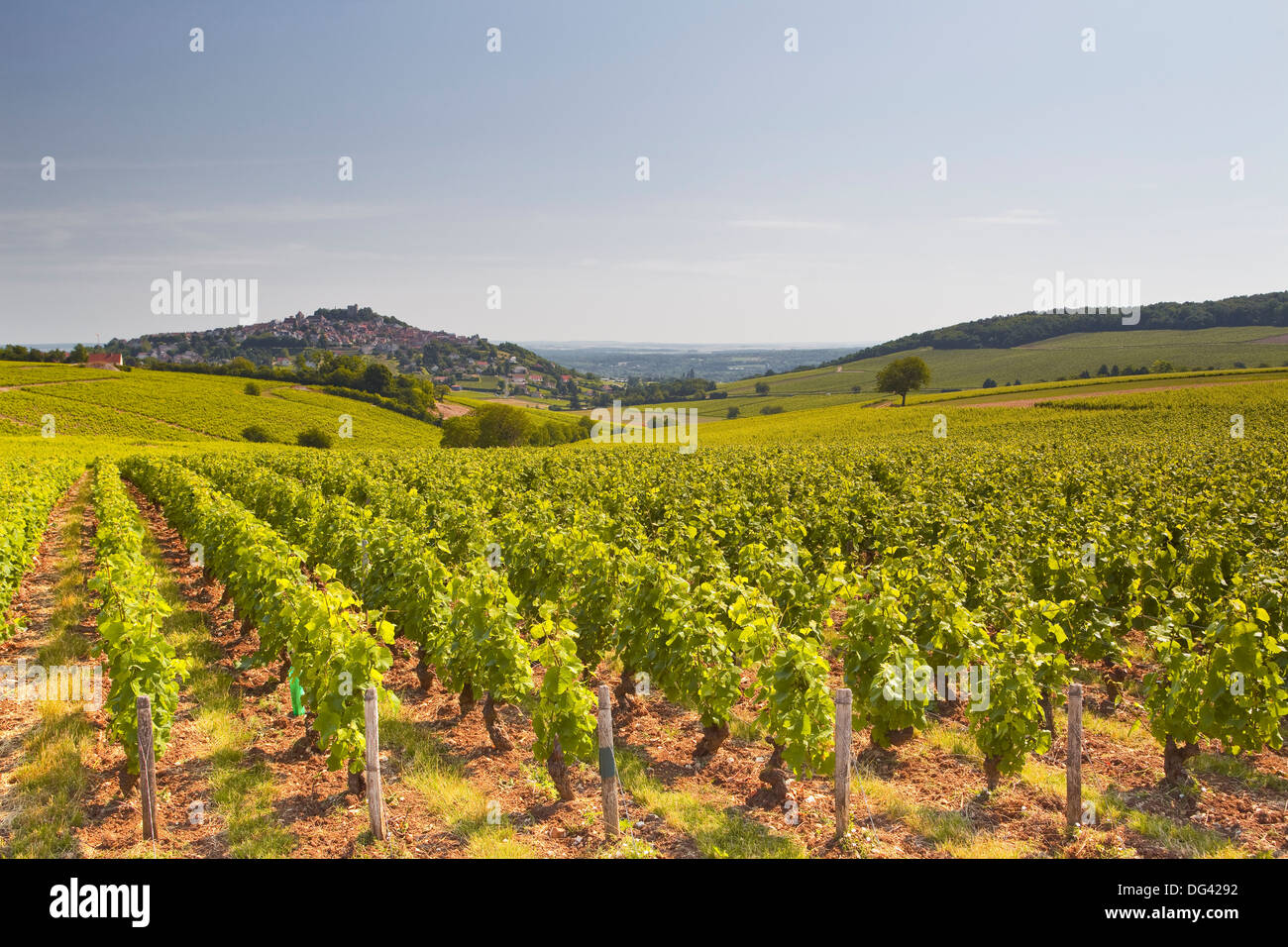 The vineyards of Sancerre in the Loire Valley, Cher, Centre, France ...