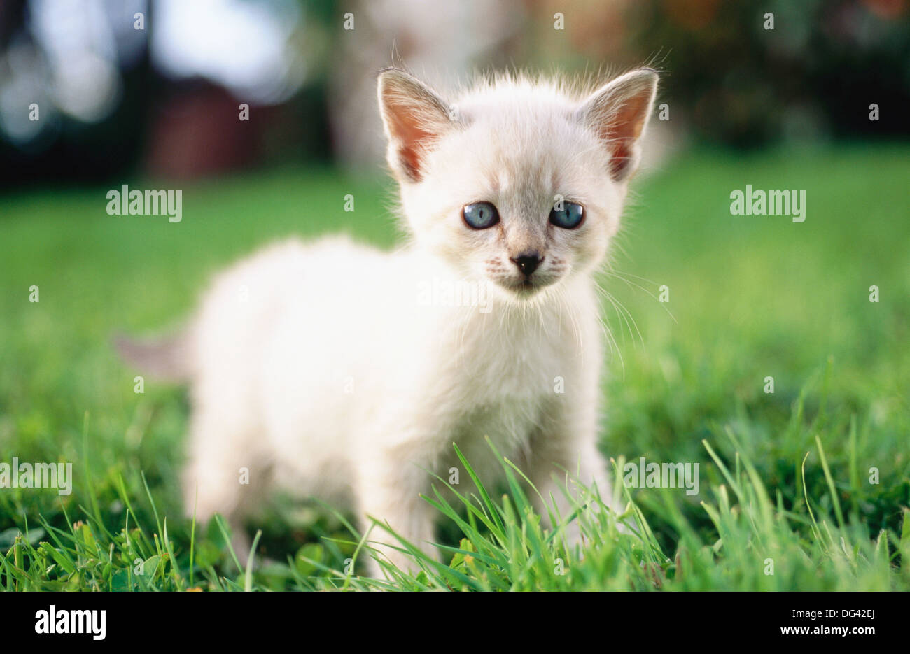 Himalayan cat breed hi-res stock photography and images - Alamy