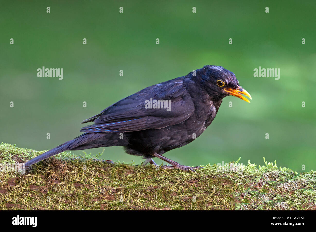 Blackbird wildlife hi-res stock photography and images - Alamy