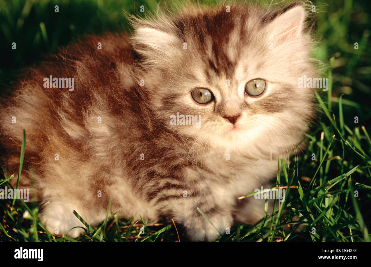 Tabby patch hi-res stock photography and images - Alamy