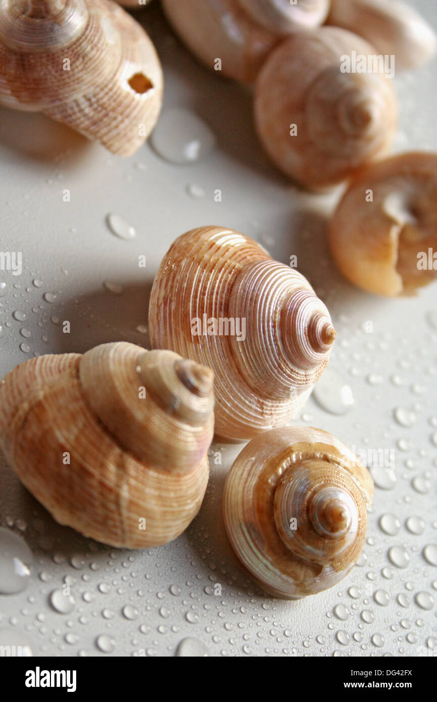 Oyster small shells hi-res stock photography and images - Alamy