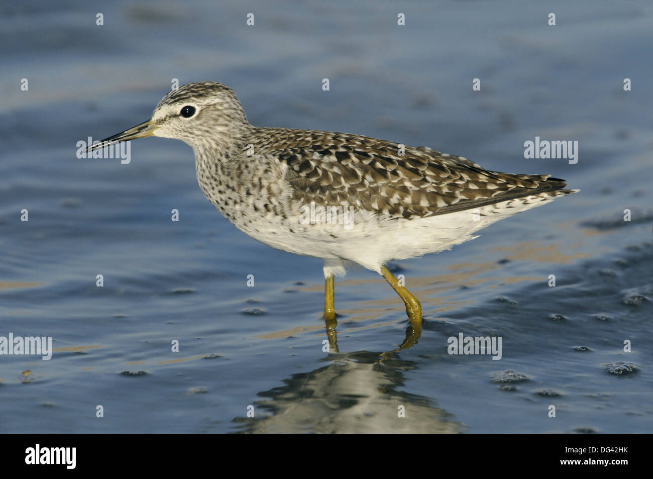 Wood Sandpiper Tringa glareola Stock Photo - Alamy