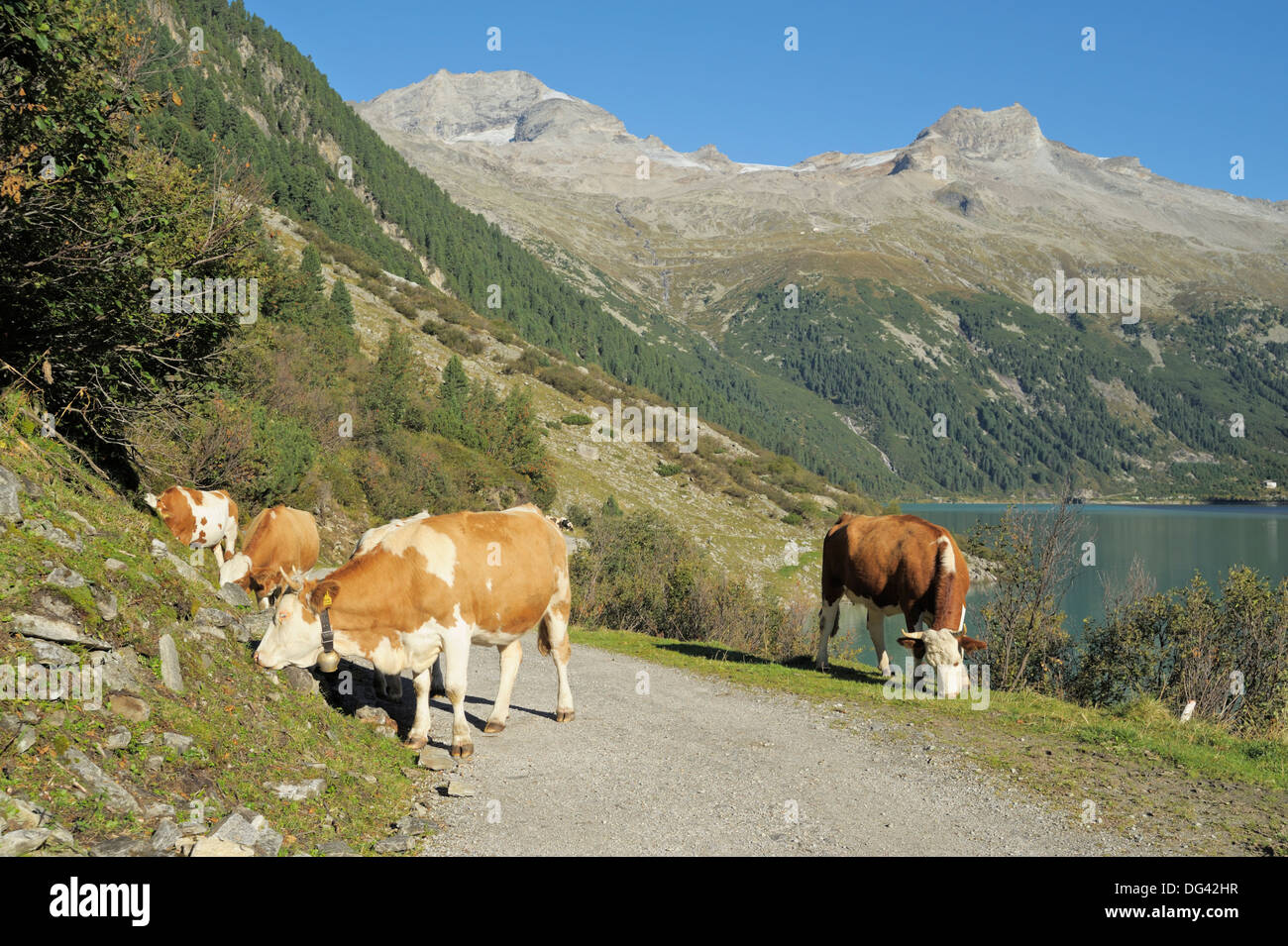 Austria - Tyrol - Zillertal alps: Cows near Schlegeis reservoir in late ...