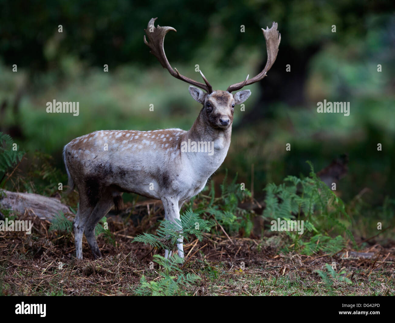 Fallow deer stag hi-res stock photography and images - Alamy