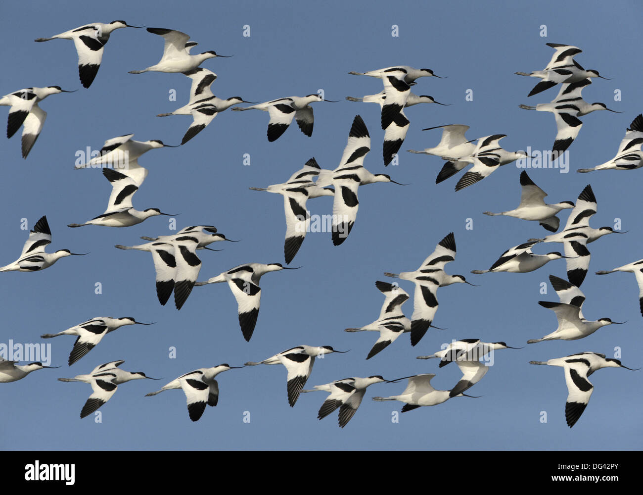 Avocet group hi-res stock photography and images - Alamy