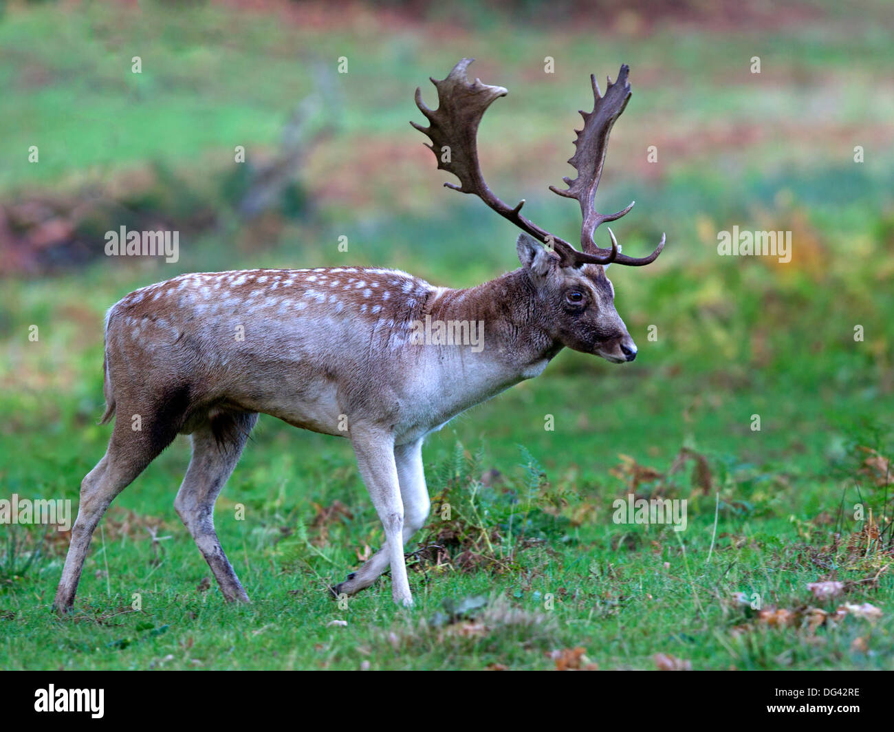 Fallow deer stag running Stock Photo - Alamy