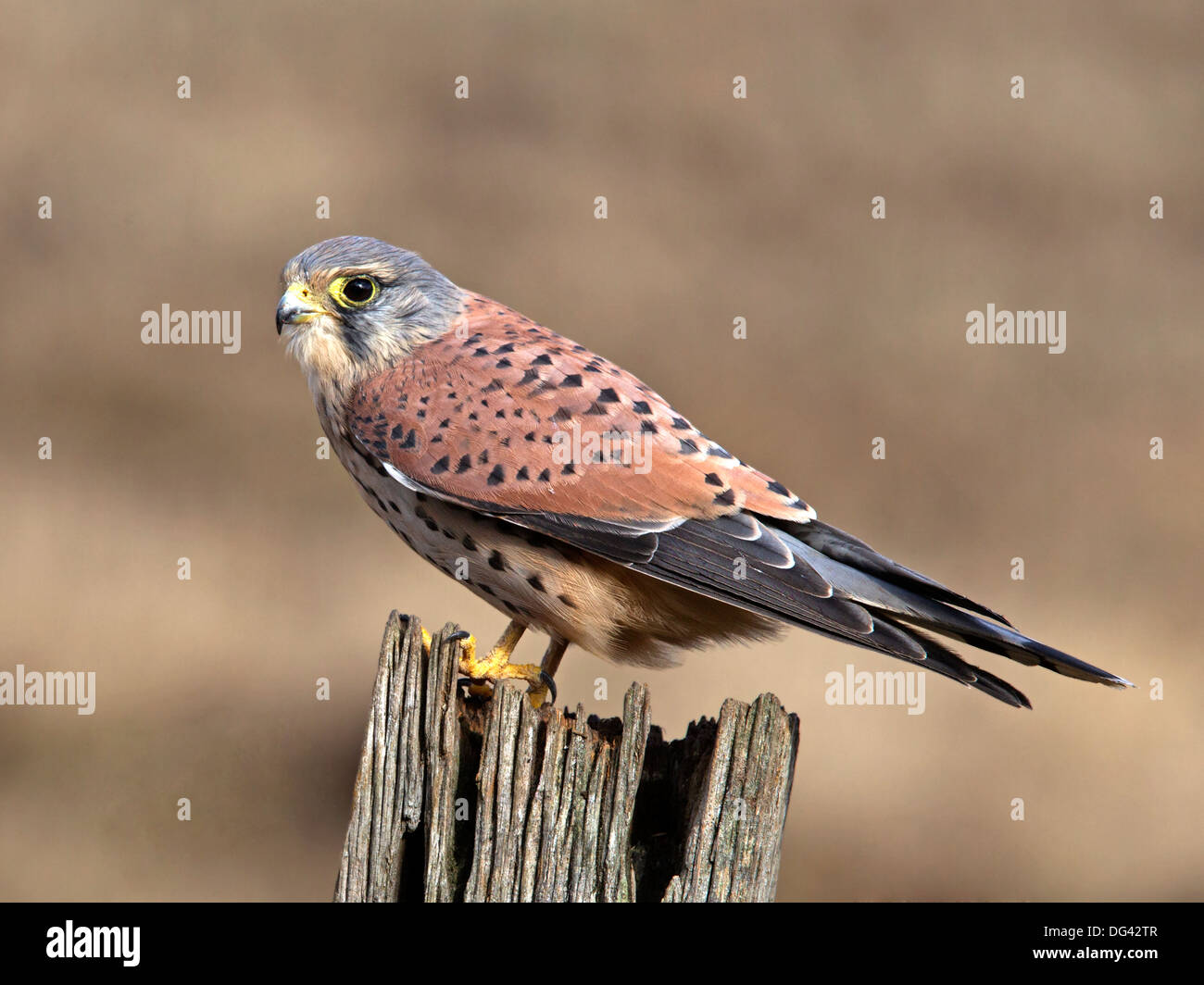 Male kestrel hi-res stock photography and images - Alamy
