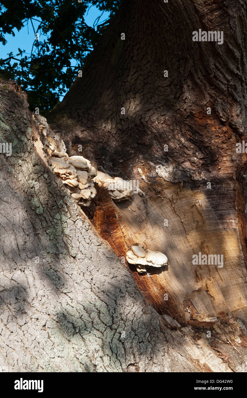 Oak bracket fungus hi-res stock photography and images - Alamy