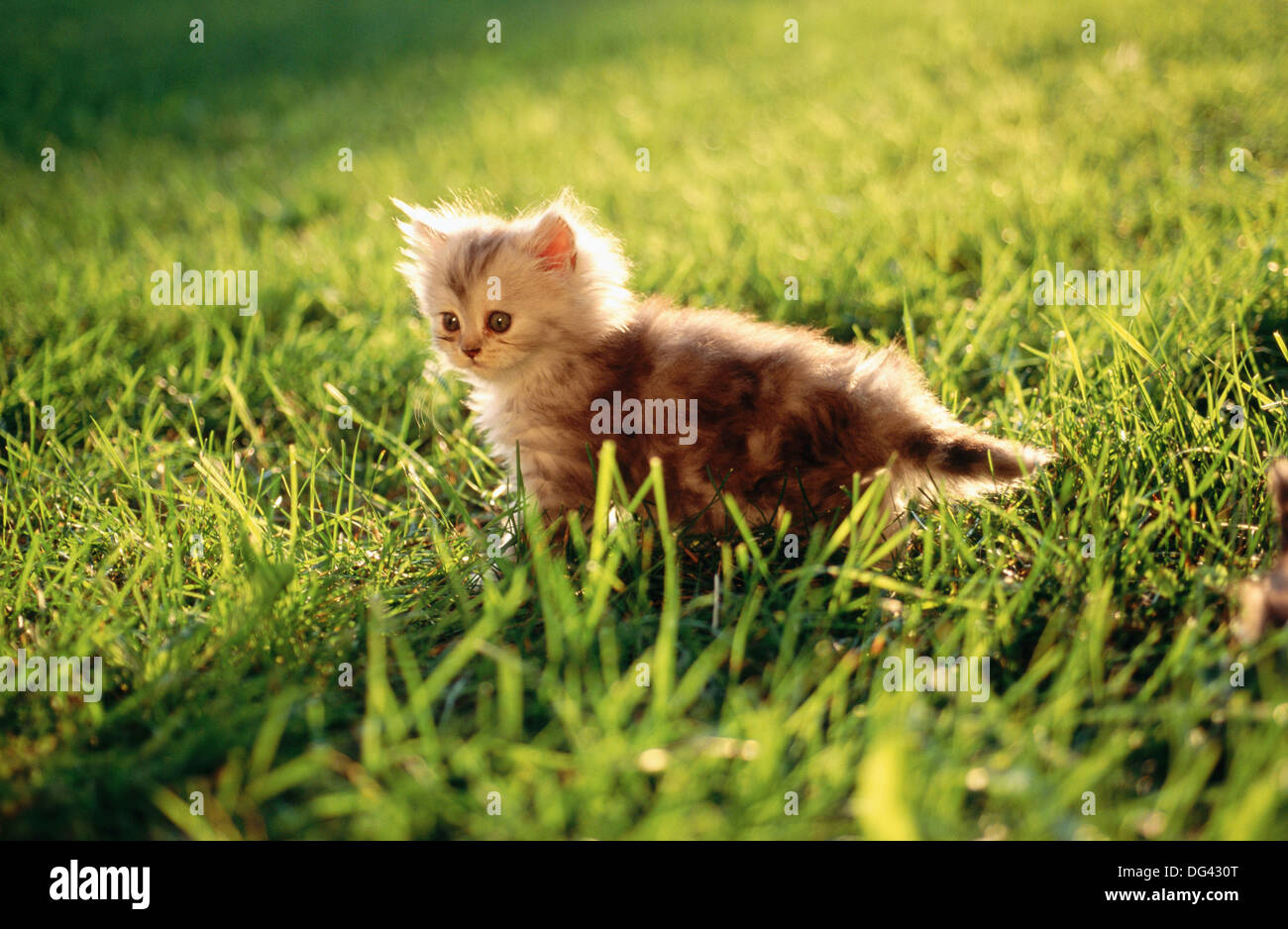 Persian silver patch tabby kitten Stock Photo - Alamy