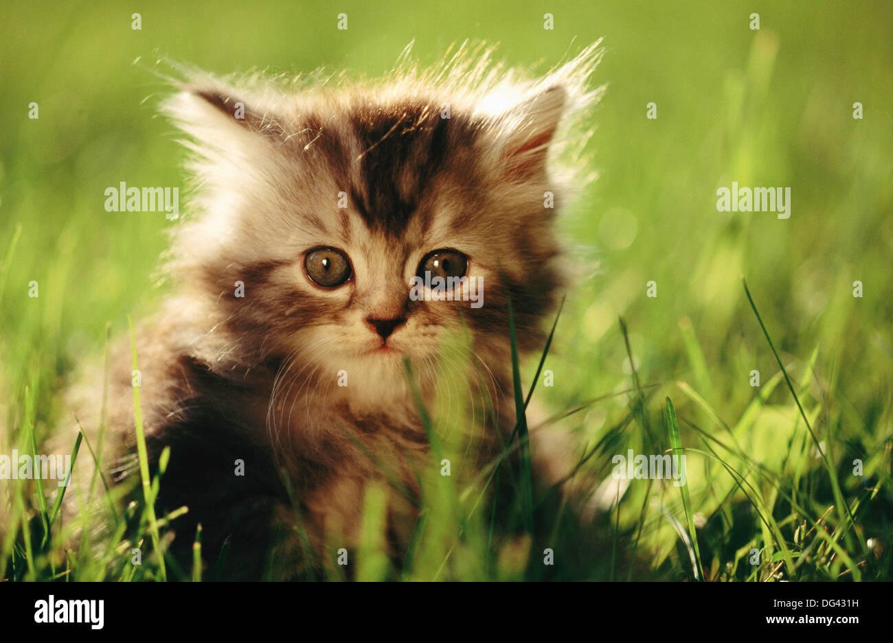 Tabby patch hi-res stock photography and images - Alamy