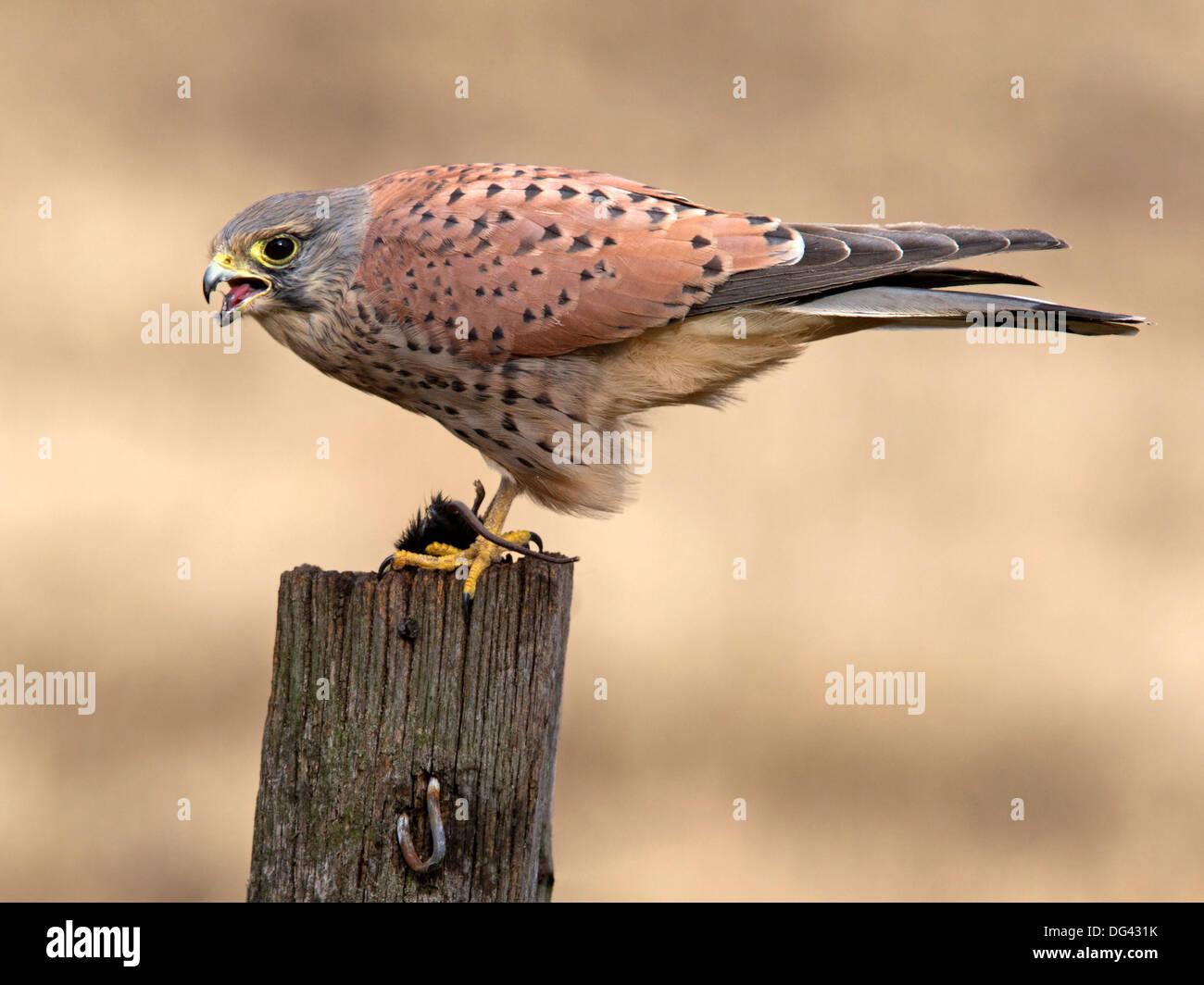 Kestrel and mouse hi-res stock photography and images - Alamy
