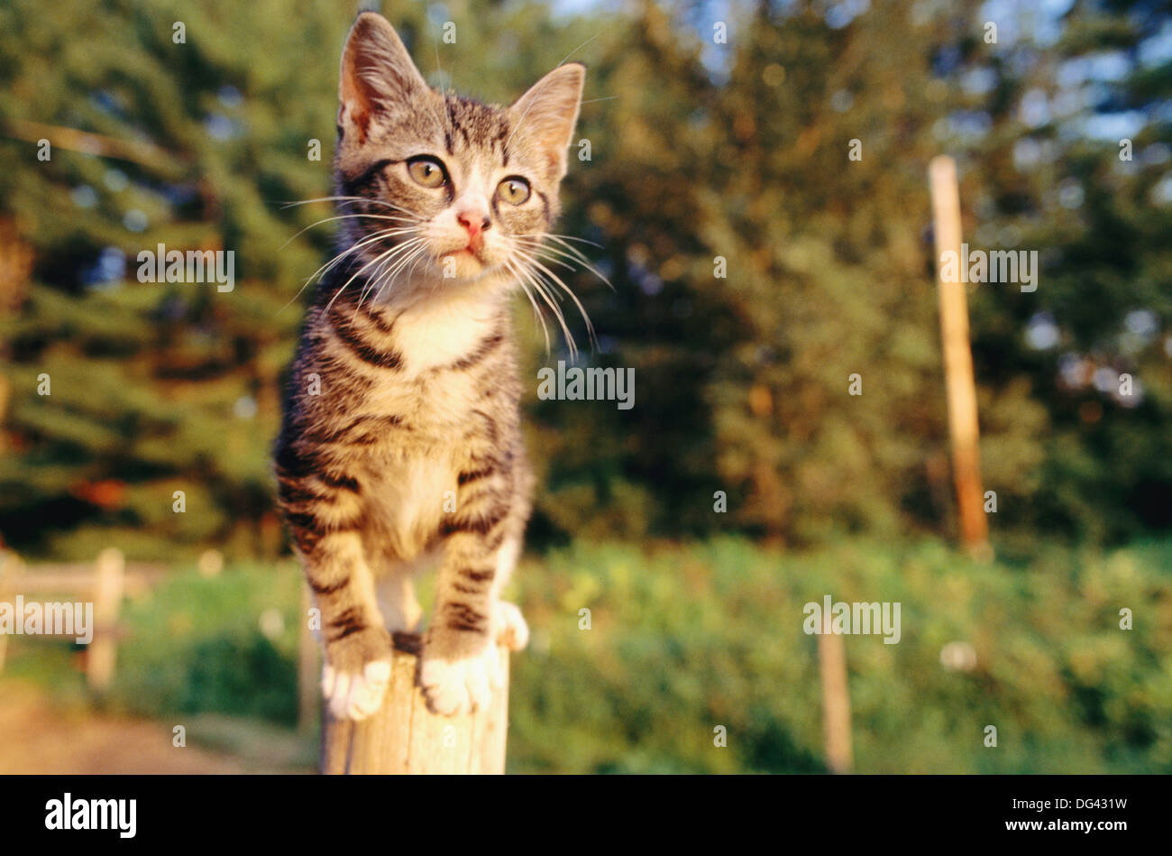 10 Week Old Kitten High Resolution Stock Photography and Images - Alamy
