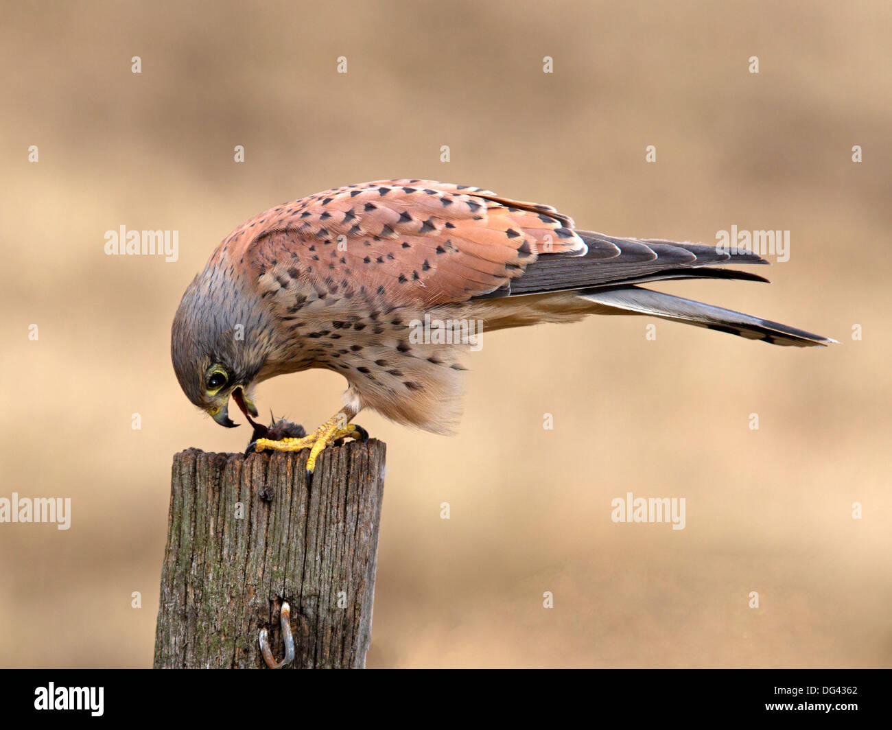 Common kestrel with mouse hi-res stock photography and images - Alamy