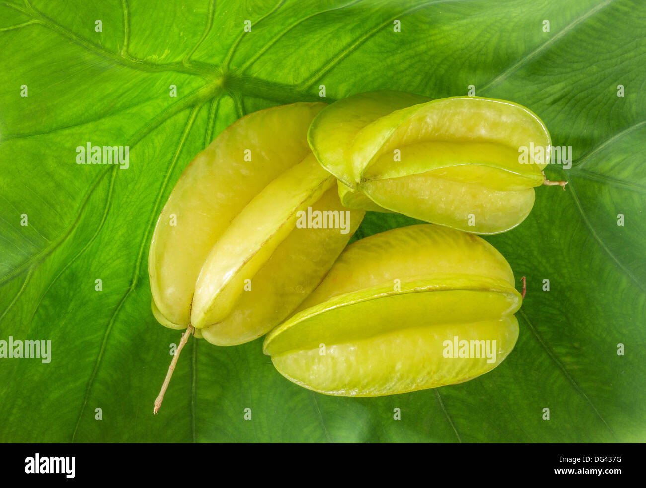 Star apple tree hi-res stock photography and images - Alamy