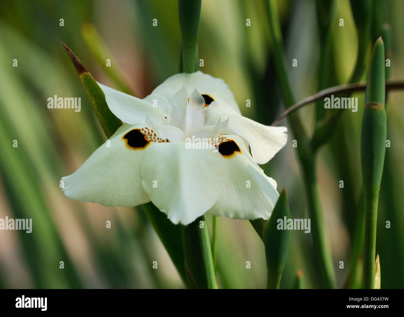 African Iris or Fortnight Lily from South Africa - Dietes bicolor Stock ...