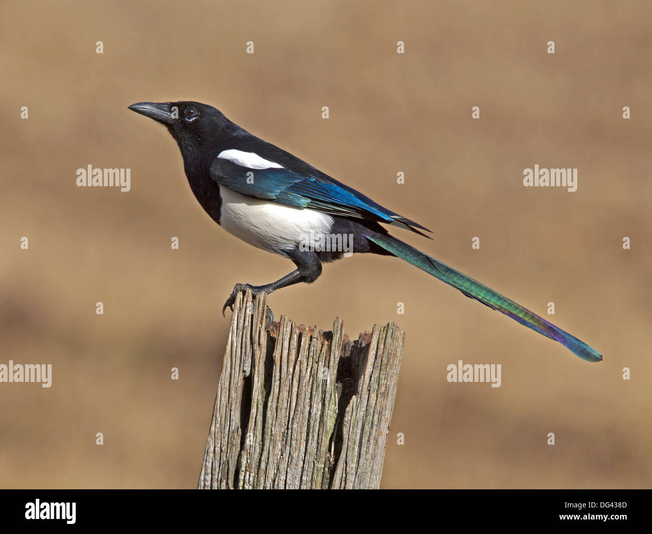 Magpie post uk hi-res stock photography and images - Alamy