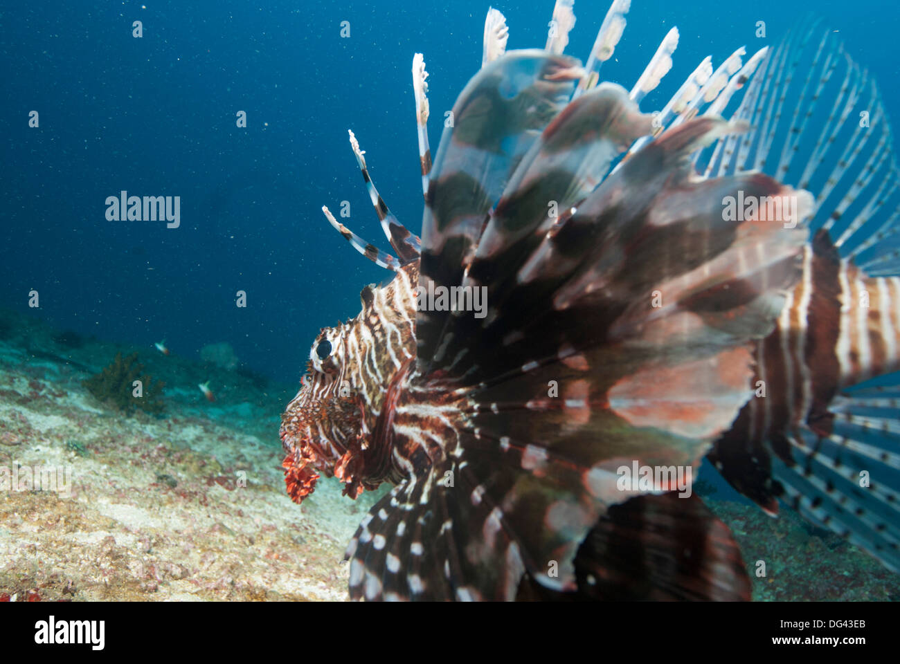 Photography lionfish hi-res stock photography and images - Alamy