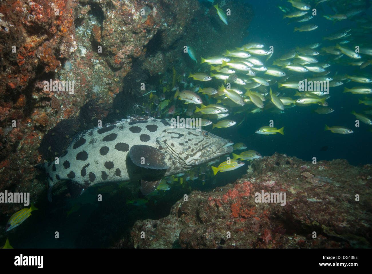 Potato cod hi-res stock photography and images - Alamy