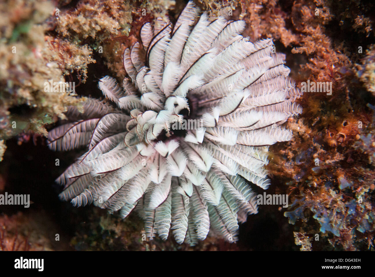 Fan worms hi-res stock photography and images - Alamy