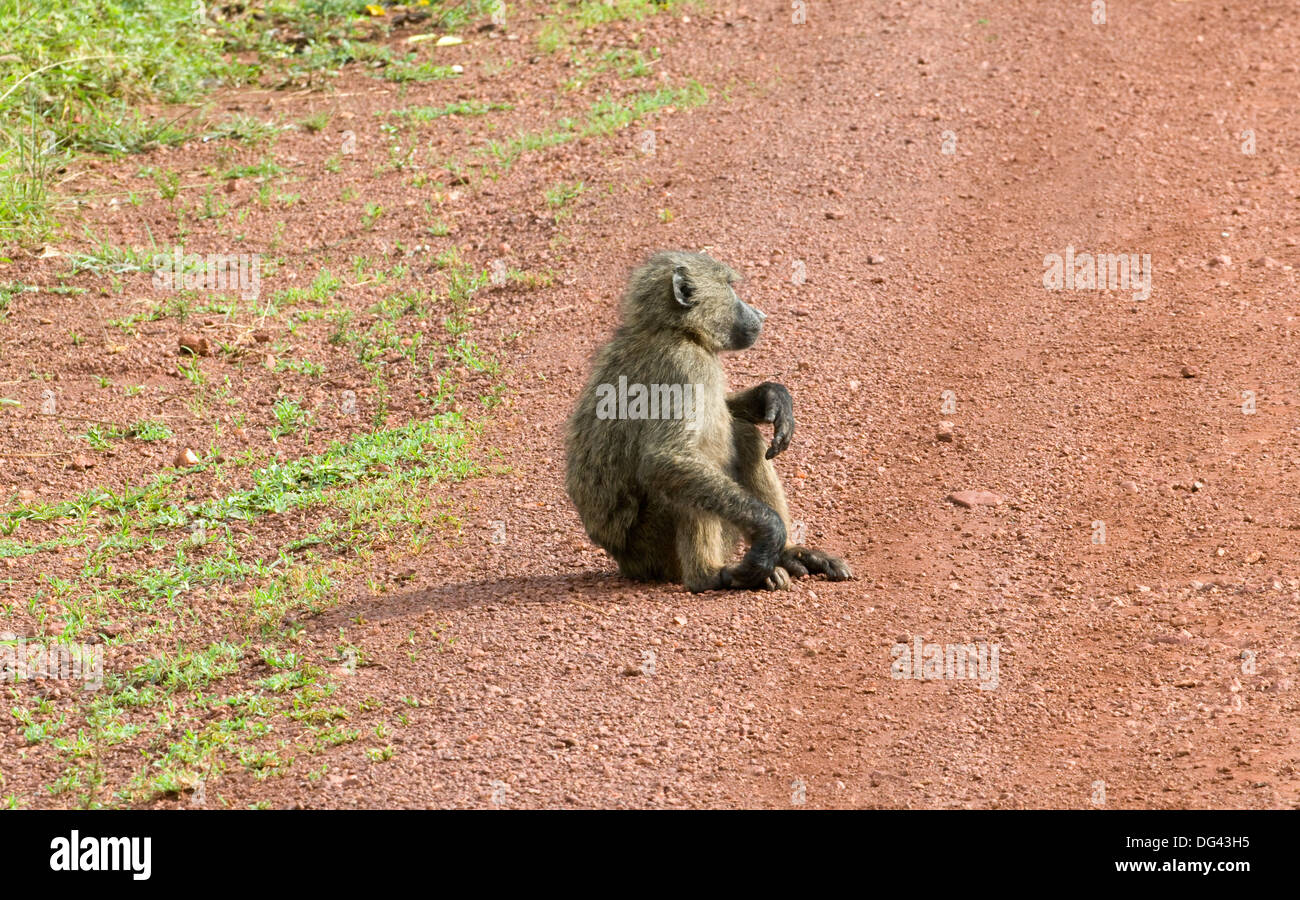 Young olive (Anubis) baboon Papio anubis Cercopithecinae Southern ...