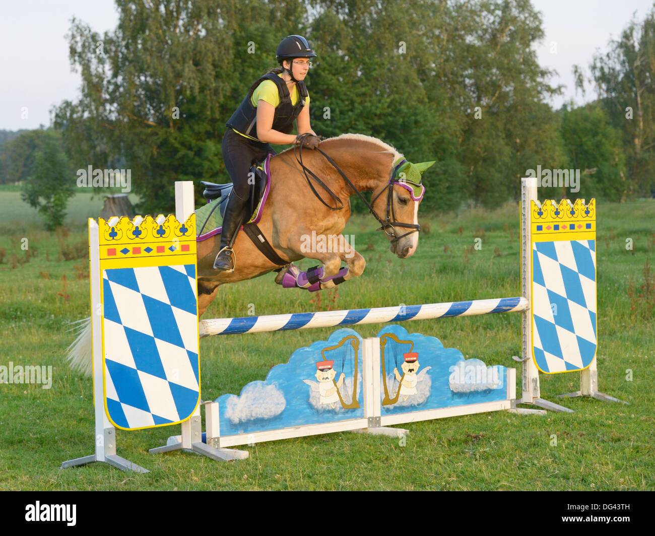 Haflinger Horse Jumping High Resolution Stock Photography and Images ...