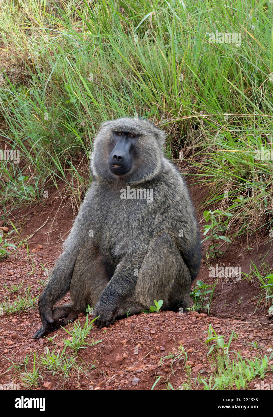 Alpha Male Olive (Anubis) Baboon Papio anubis Cercopithecinae Southern ...
