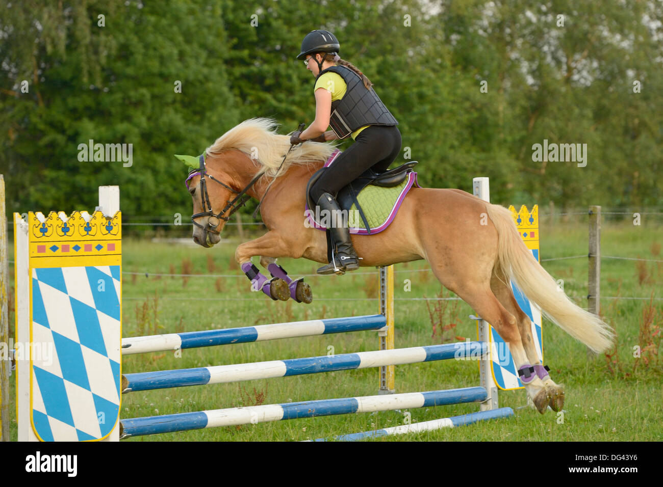 Haflinger jumping hi-res stock photography and images - Alamy