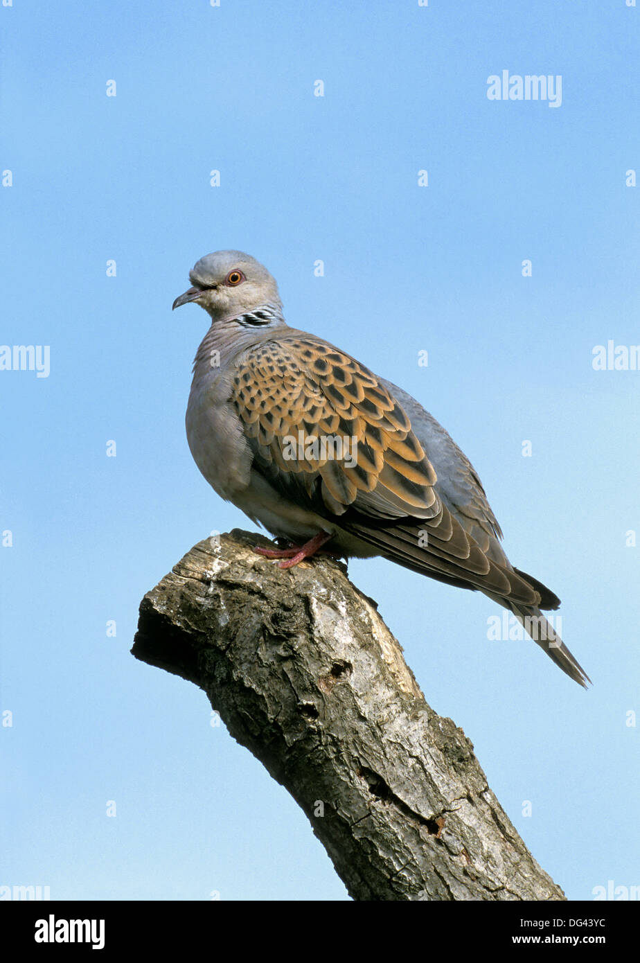 Tortola Bird