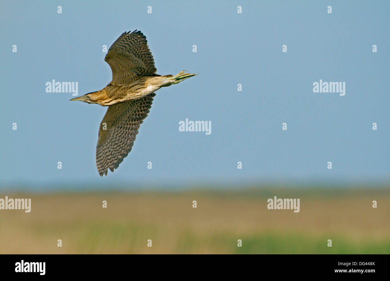 Bittern Botaurus stellaris Stock Photo - Alamy
