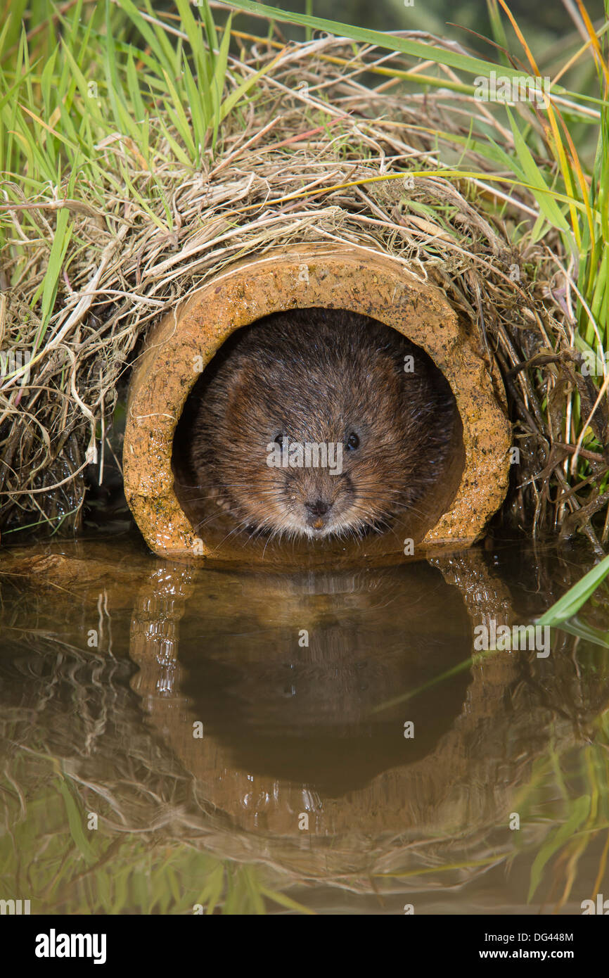 Water vole (Arvicola terrestris), captive, United Kingdom, Europe Stock ...