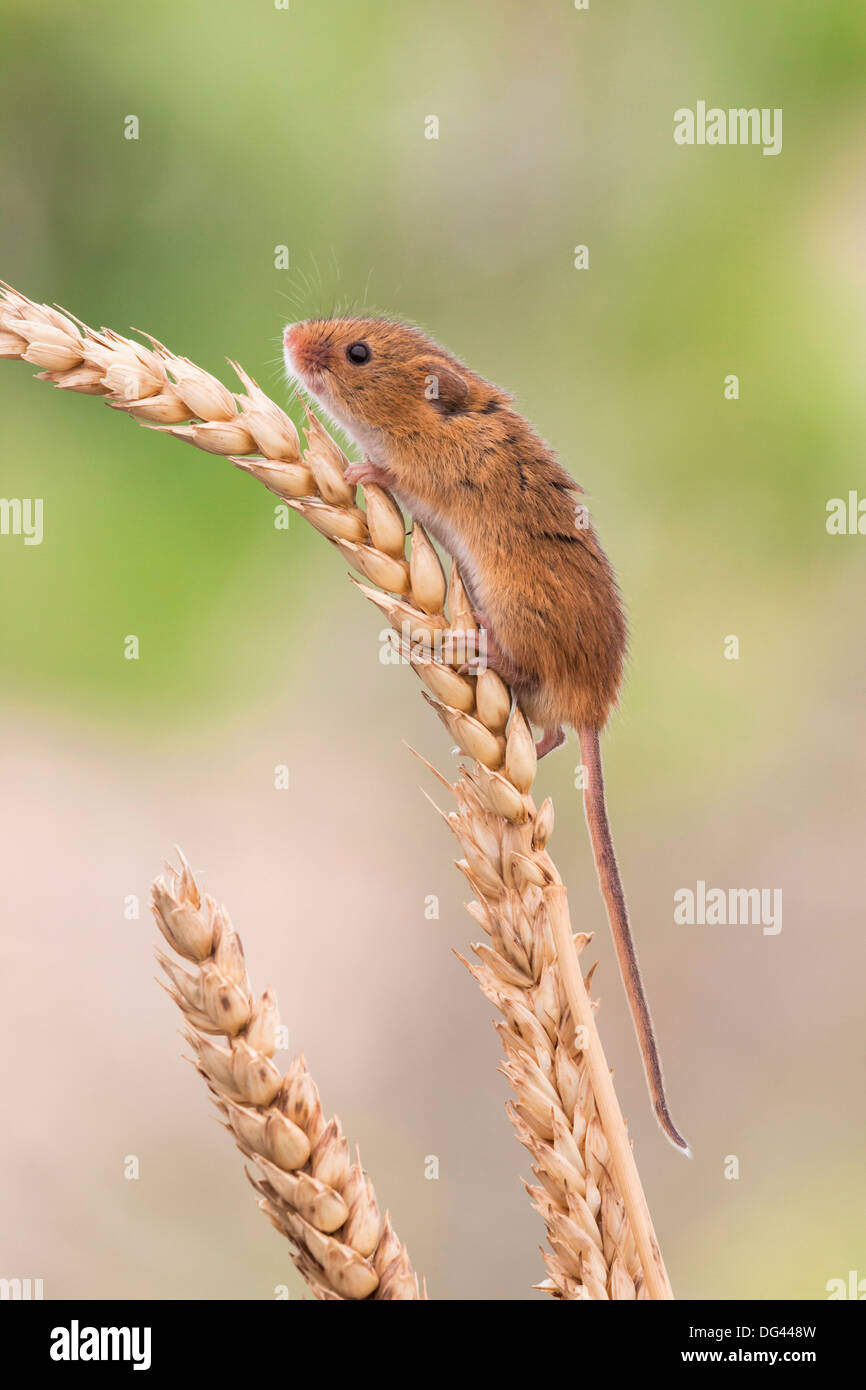 Harvest mouse (Micromys minutus), captive, United Kingdom, Europe Stock ...