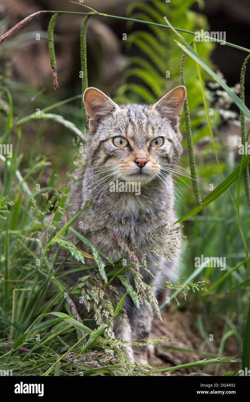 Scotland wildcats hi-res stock photography and images - Alamy