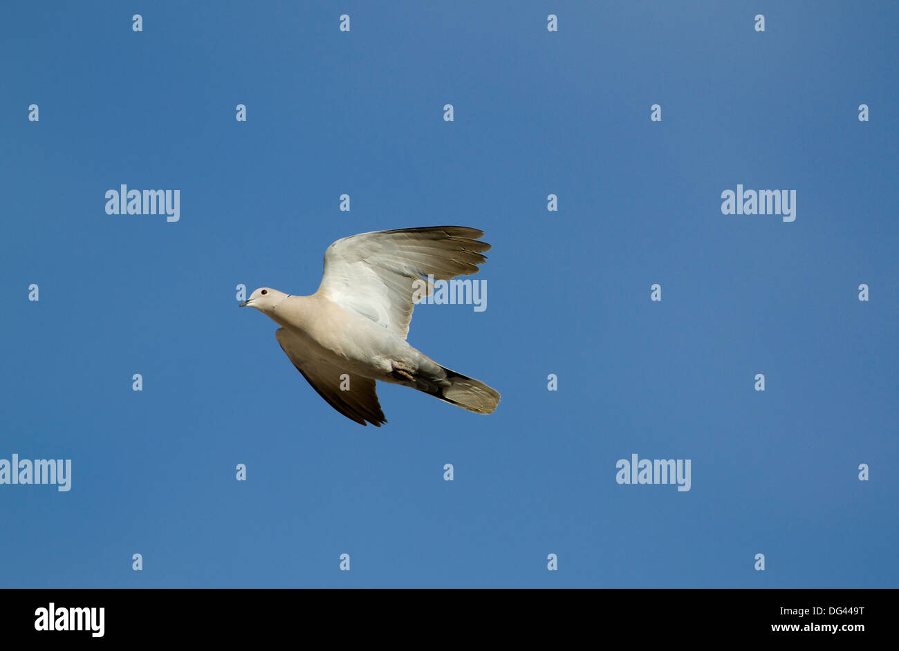Eurasian Collared Dove Flying