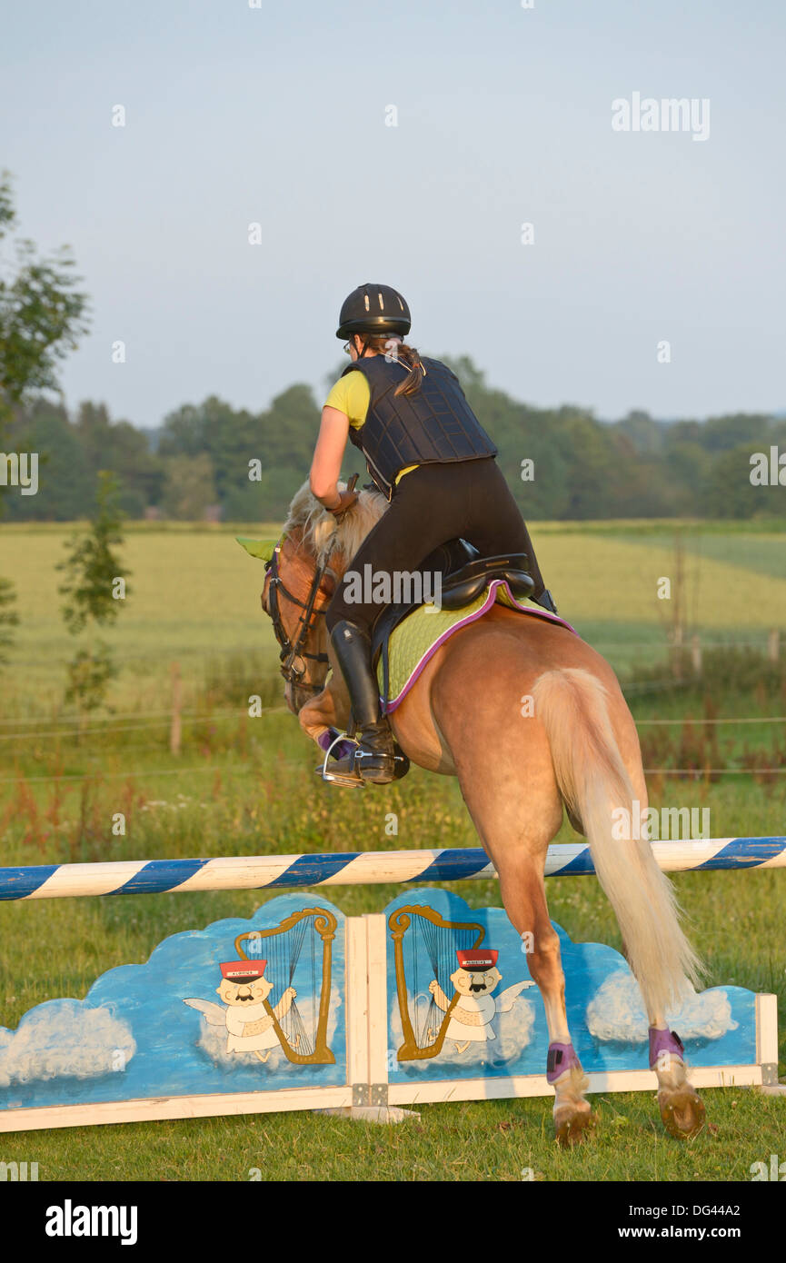 Haflinger Horse Jumping High Resolution Stock Photography and Images ...