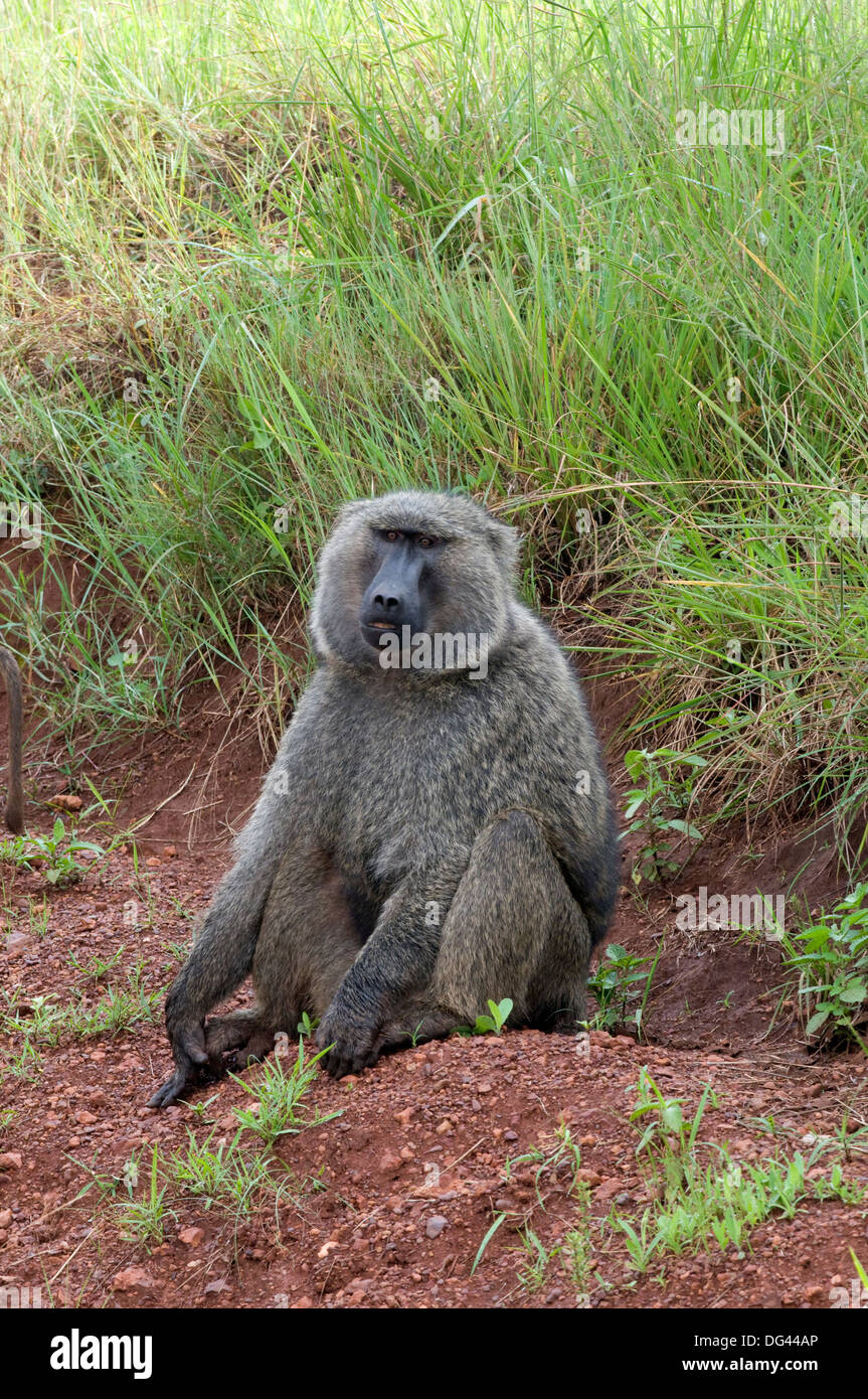 Alpha Male Olive (Anubis) Baboon Papio anubis Cercopithecinae Southern ...