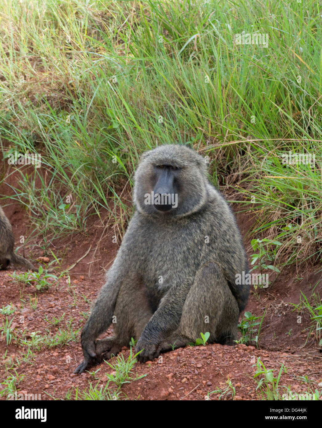 Alpha Male Olive (Anubis) Baboon Papio anubis Cercopithecinae Southern ...