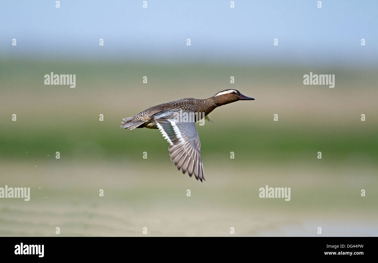 Garganey Duck Flying High Resolution Stock Photography and Images - Alamy