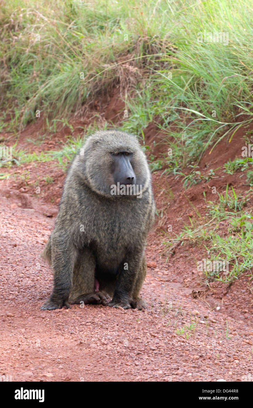 Alpha Male Olive (Anubis) Baboon Papio anubis Cercopithecinae Southern ...