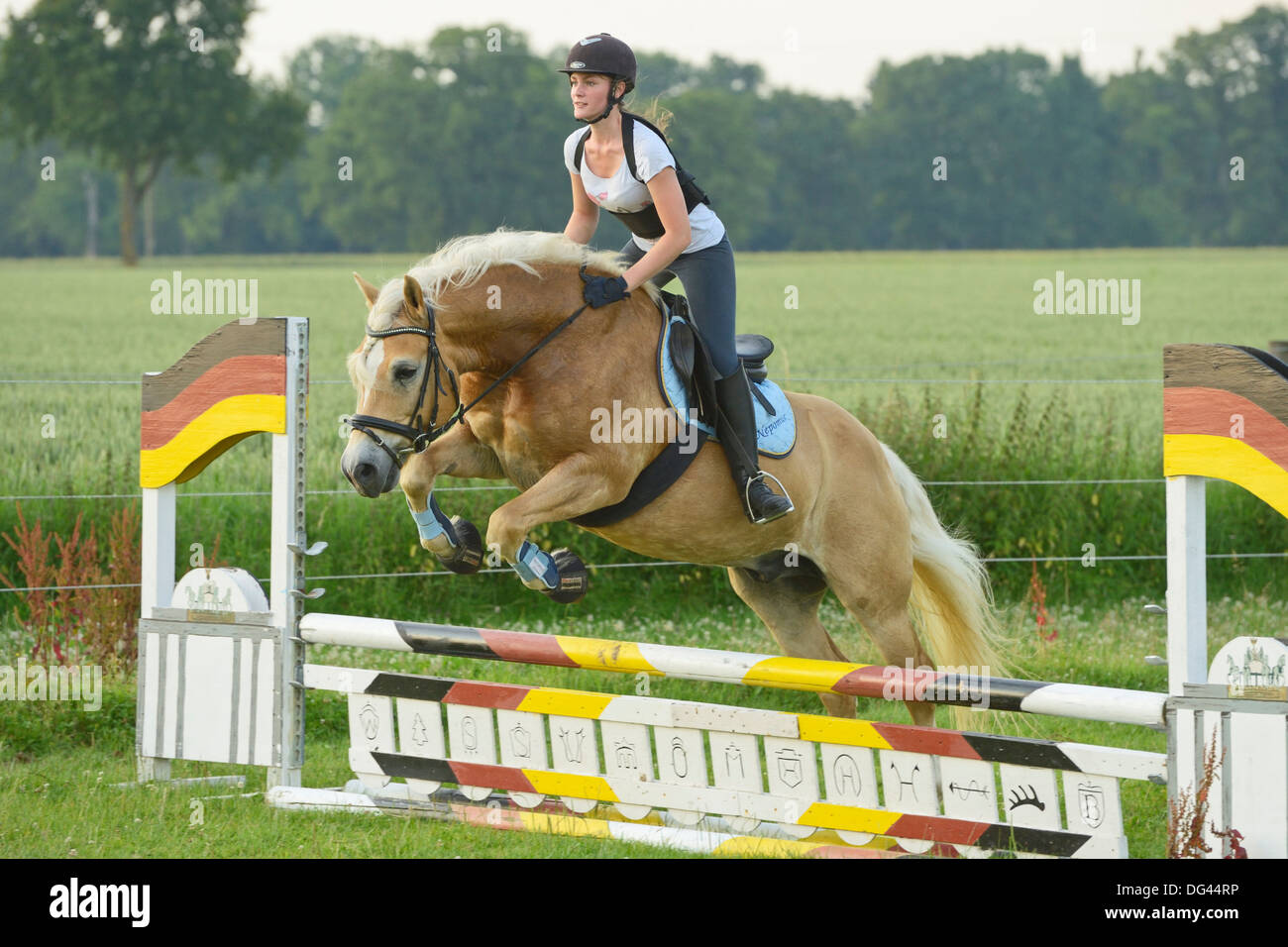 Haflinger Horse Jumping High Resolution Stock Photography and Images ...
