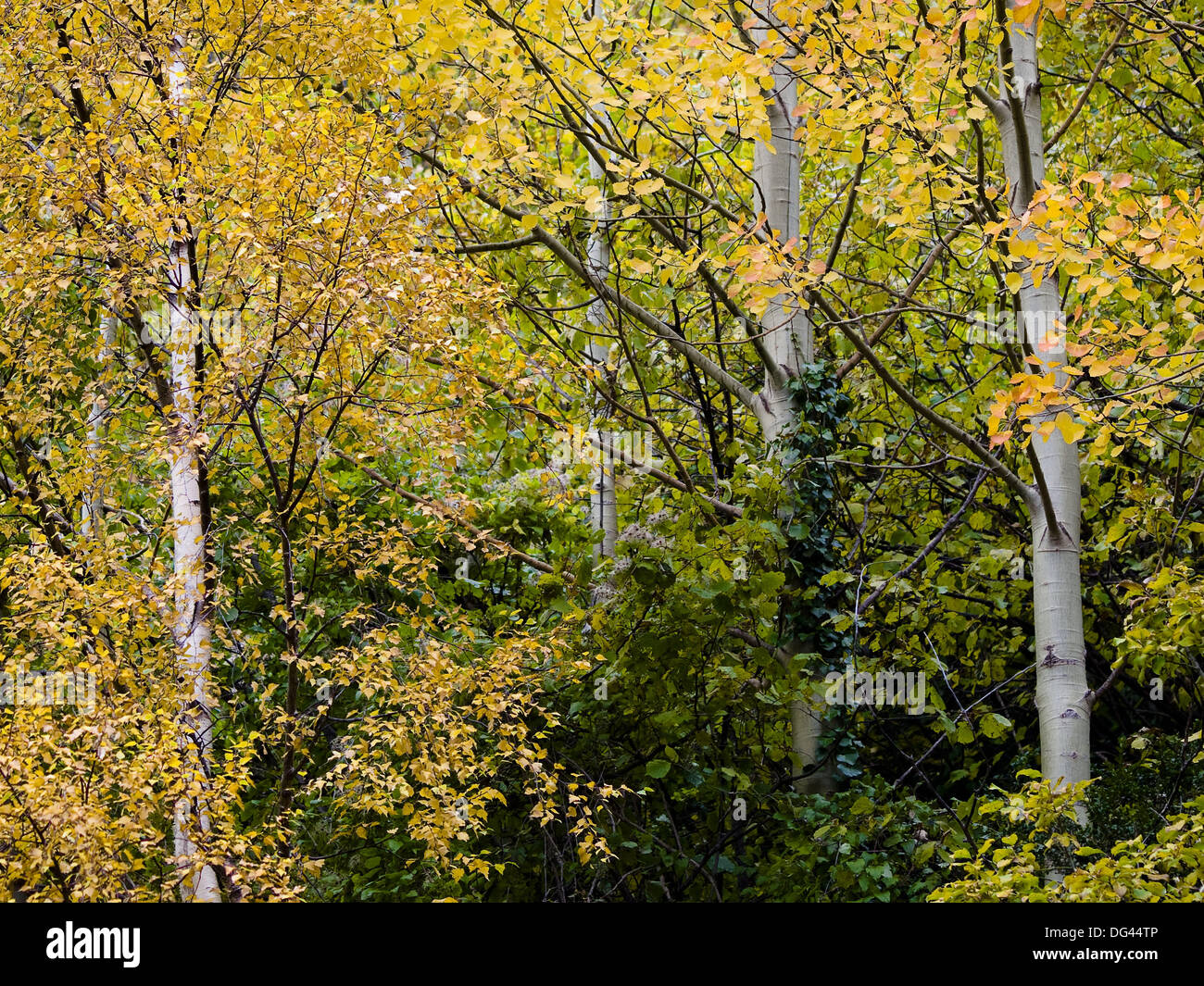 Bosque de abedules hi-res stock photography and images - Alamy