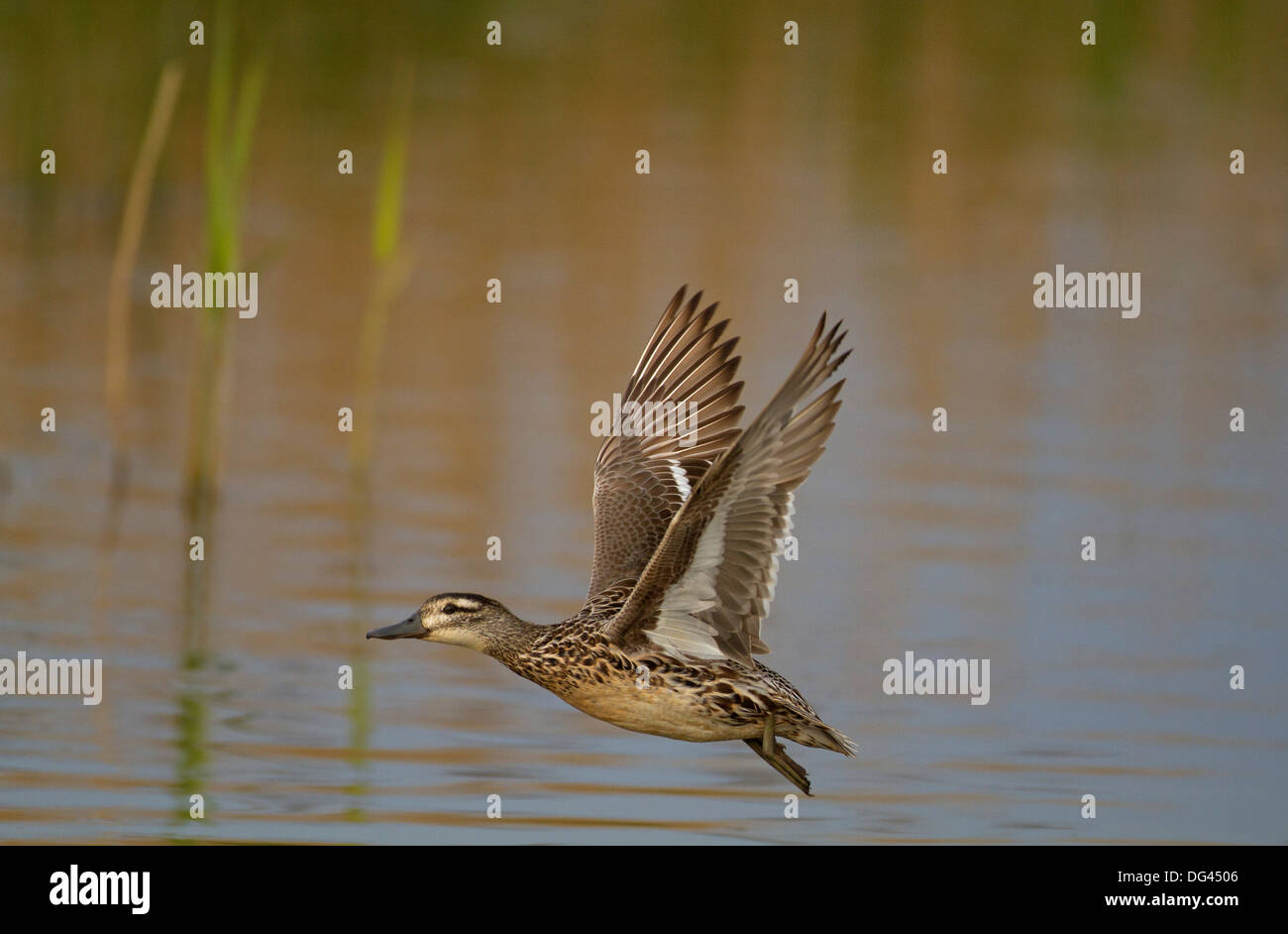 Garganey Anas querquedula Stock Photo - Alamy