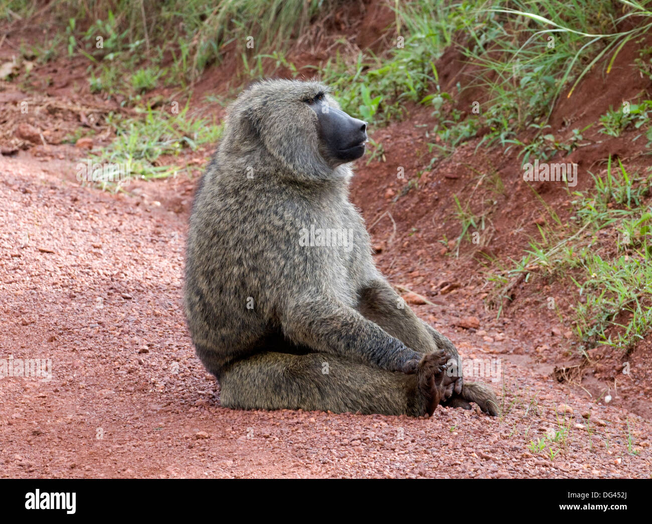 Alpha Male Olive (Anubis) Baboon Papio anubis Cercopithecinae Southern ...