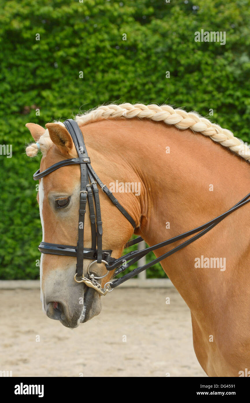 Haflinger horse on the bit with doube bridle, plaited mane Stock Photo ...