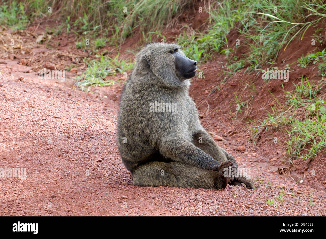 Alpha Male Olive (Anubis) Baboon Papio anubis Cercopithecinae Southern ...